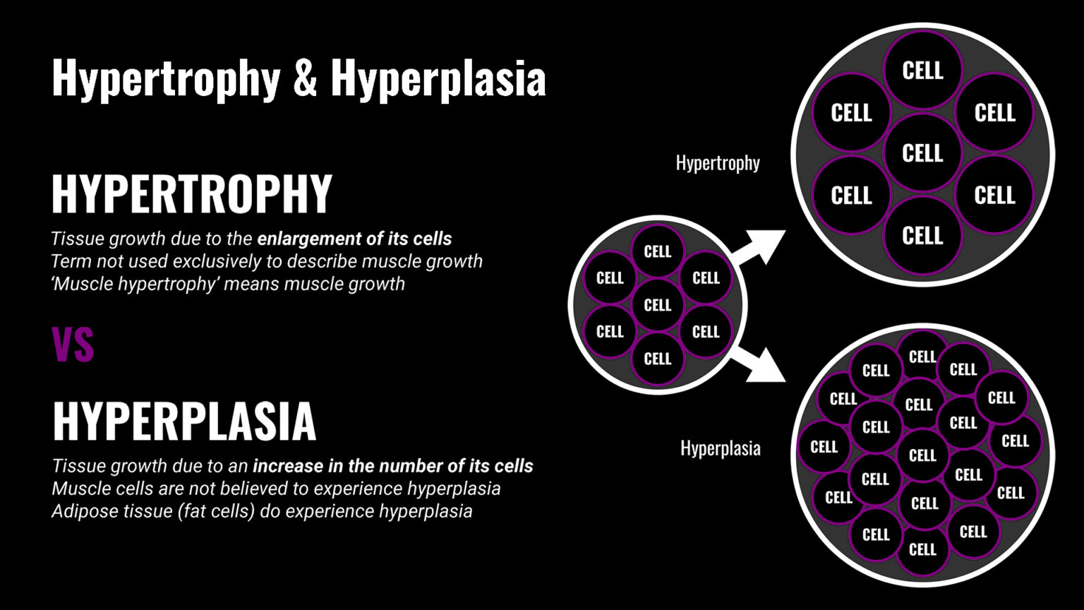 What is Muscle Hypertrophy? - Fitstra